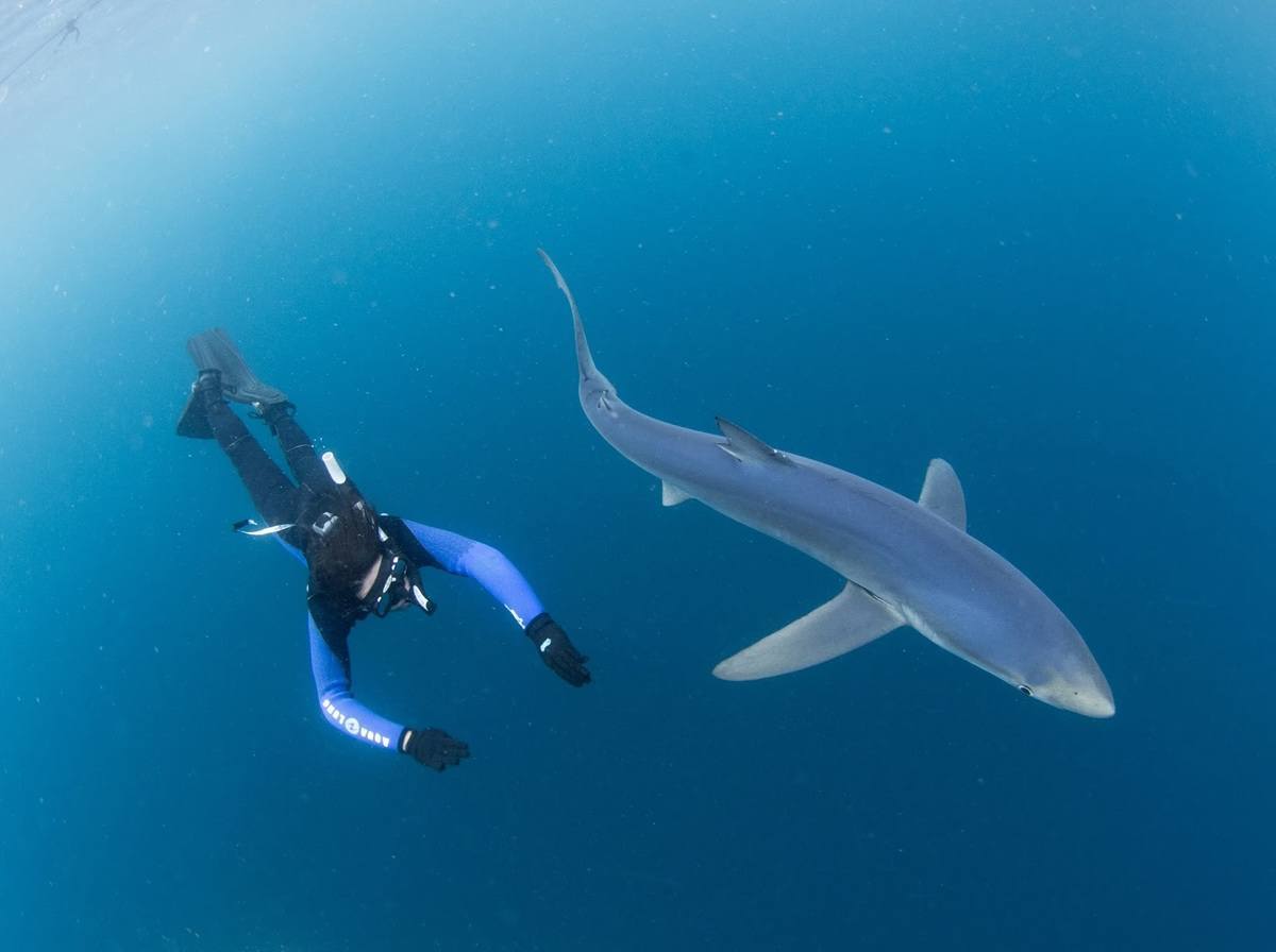 Significado de Soñar con un tiburón o tiburones - Esoterismos.com